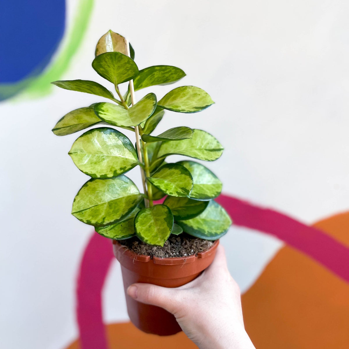 Wax Plant - Hoya australis 'Lisa' – Sprouts of Bristol