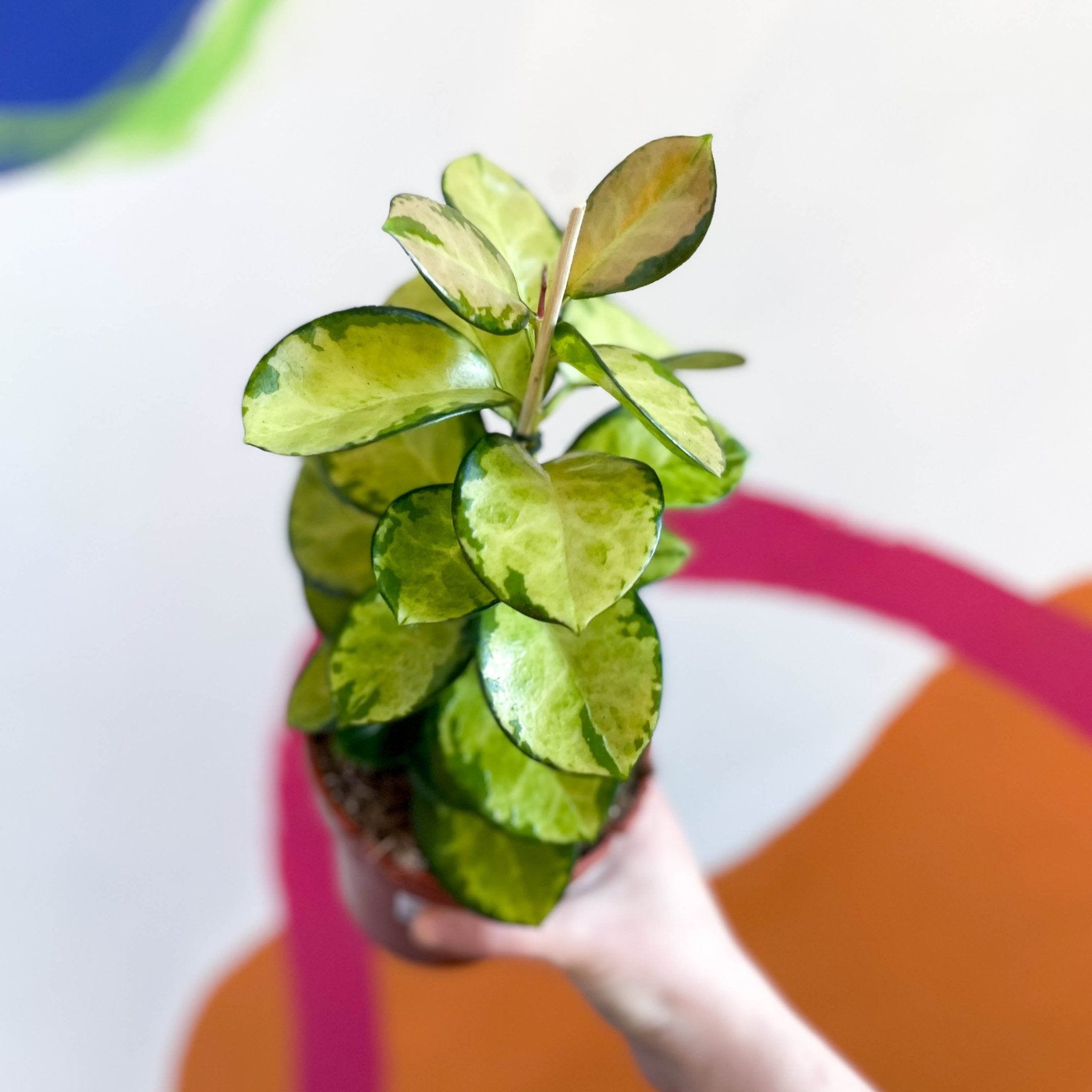 Wax Plant - Hoya australis 'Lisa' – Sprouts of Bristol