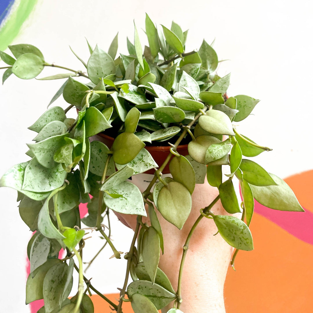 Hoya krohniana 'Eskimo' – Sprouts of Bristol