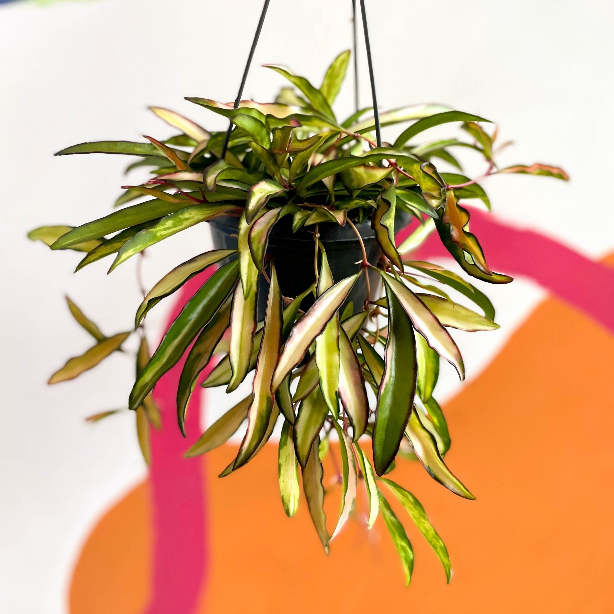 Wax Plant - Hoya wayetti 'Tricolor' – Sprouts of Bristol