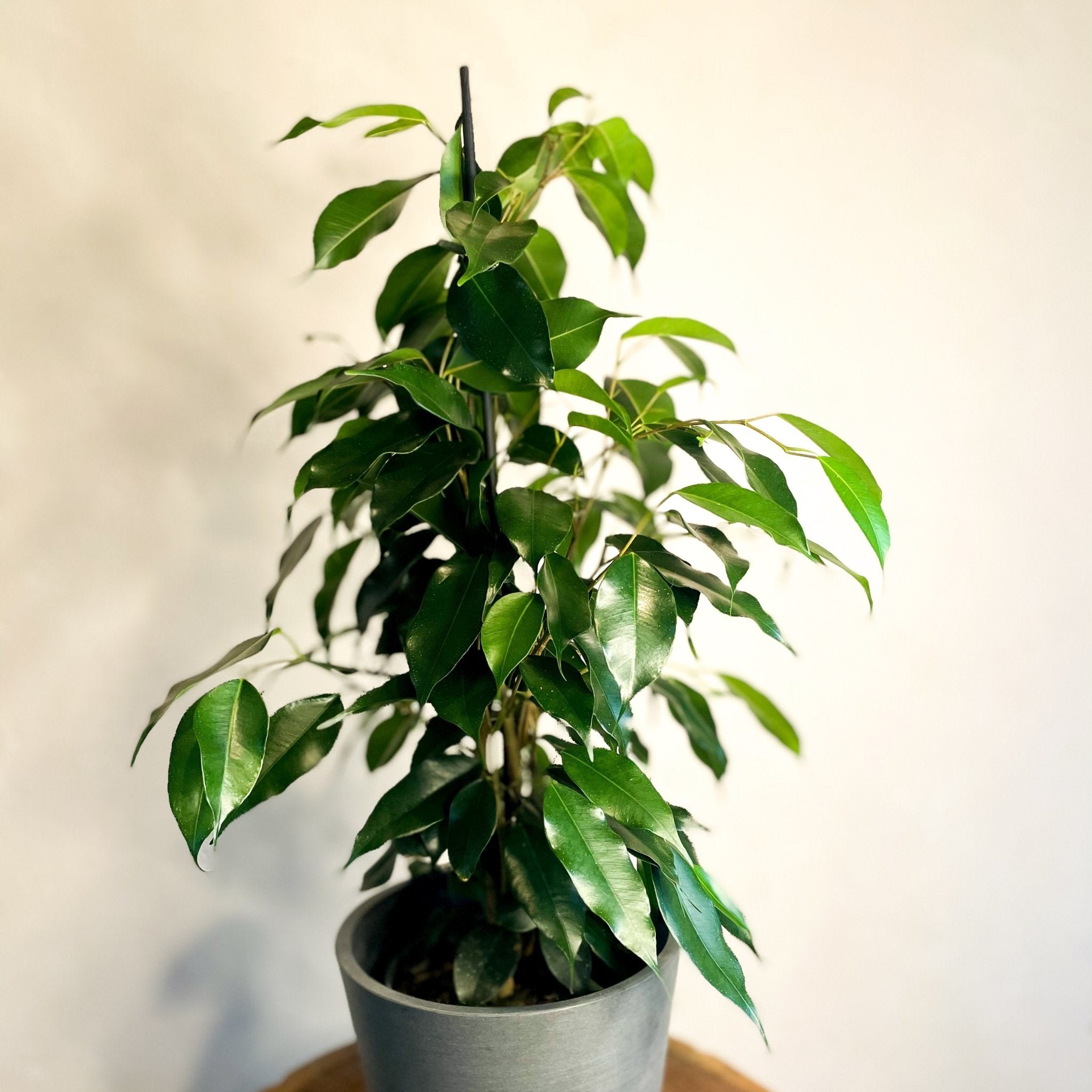 Weeping Fig - Ficus benjamina – Sprouts of Bristol