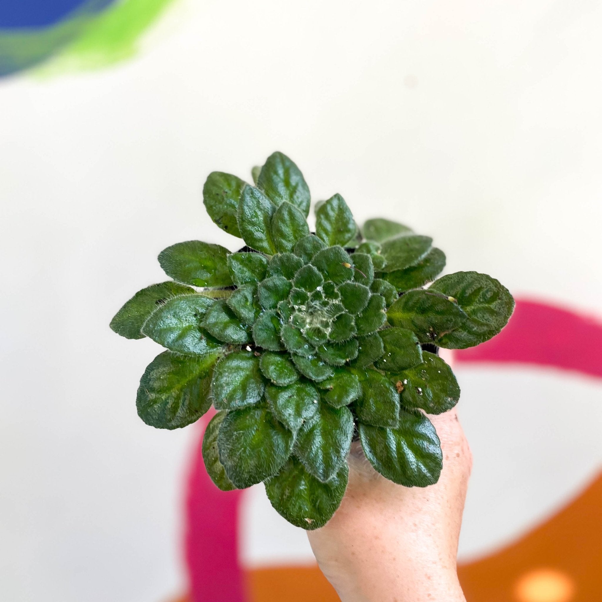 Whirlpool Plant - Petrocosmea cryptica 'Whirlpool' x sericea - Welsh G ...