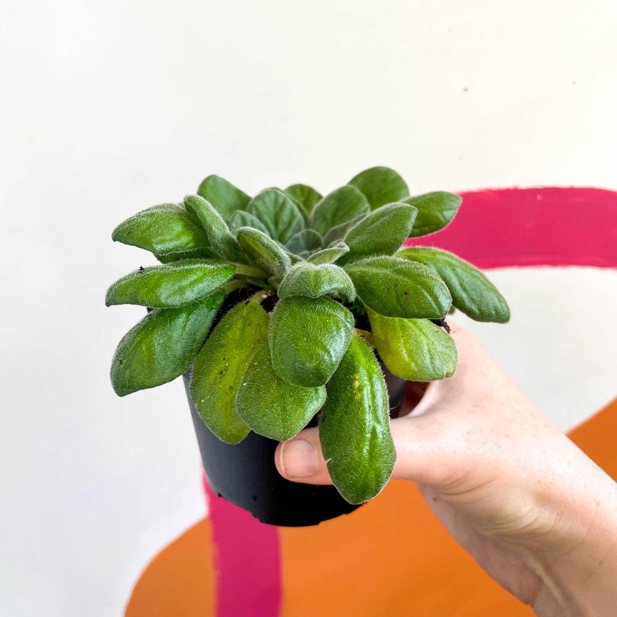 Whirlpool Plant - Petrocosmea flaccida - Welsh Grown – Sprouts of Bristol