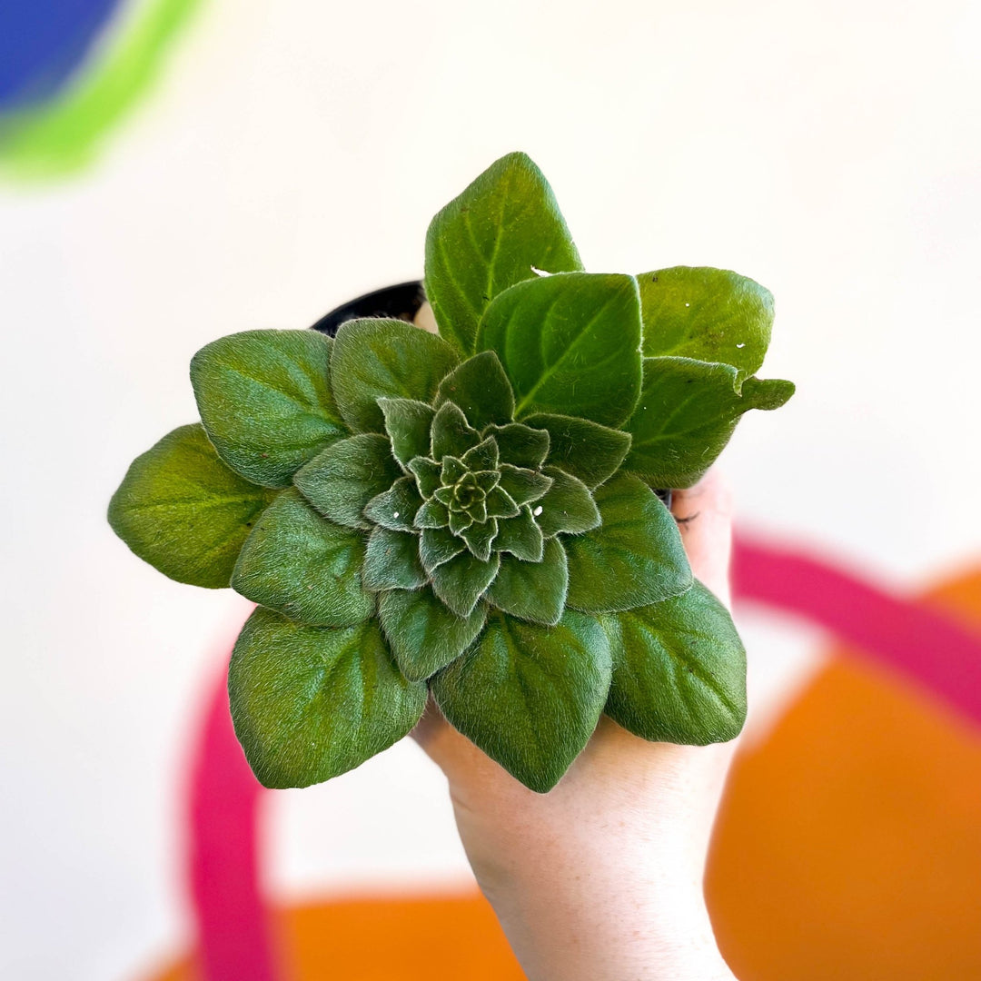 Whirlpool Plant - Petrocosmea 'Fluffer Nutter' - Welsh Grown – Sprouts ...