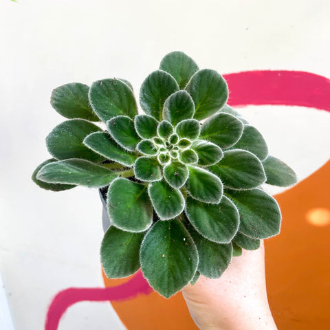 Whirlpool Plant - Petrocosmea iodioides - Welsh Grown – Sprouts of Bristol