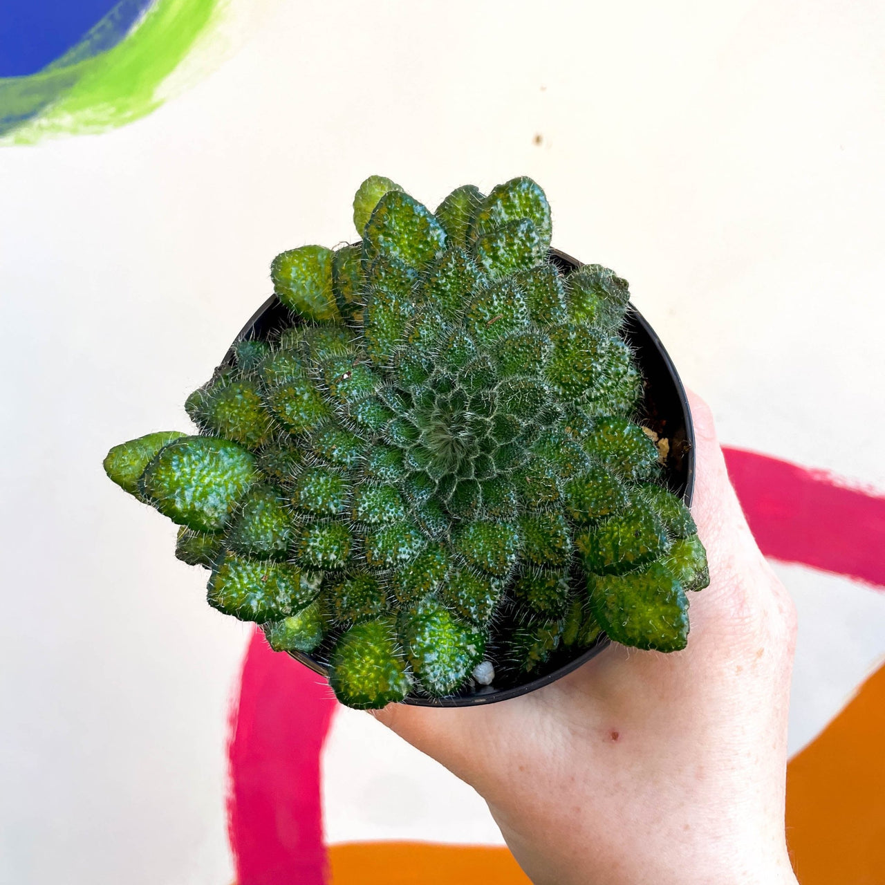 Whirlpool-Pflanze – Petrocosmea „Keystone’s Bantam“ – in Wales angebau ...