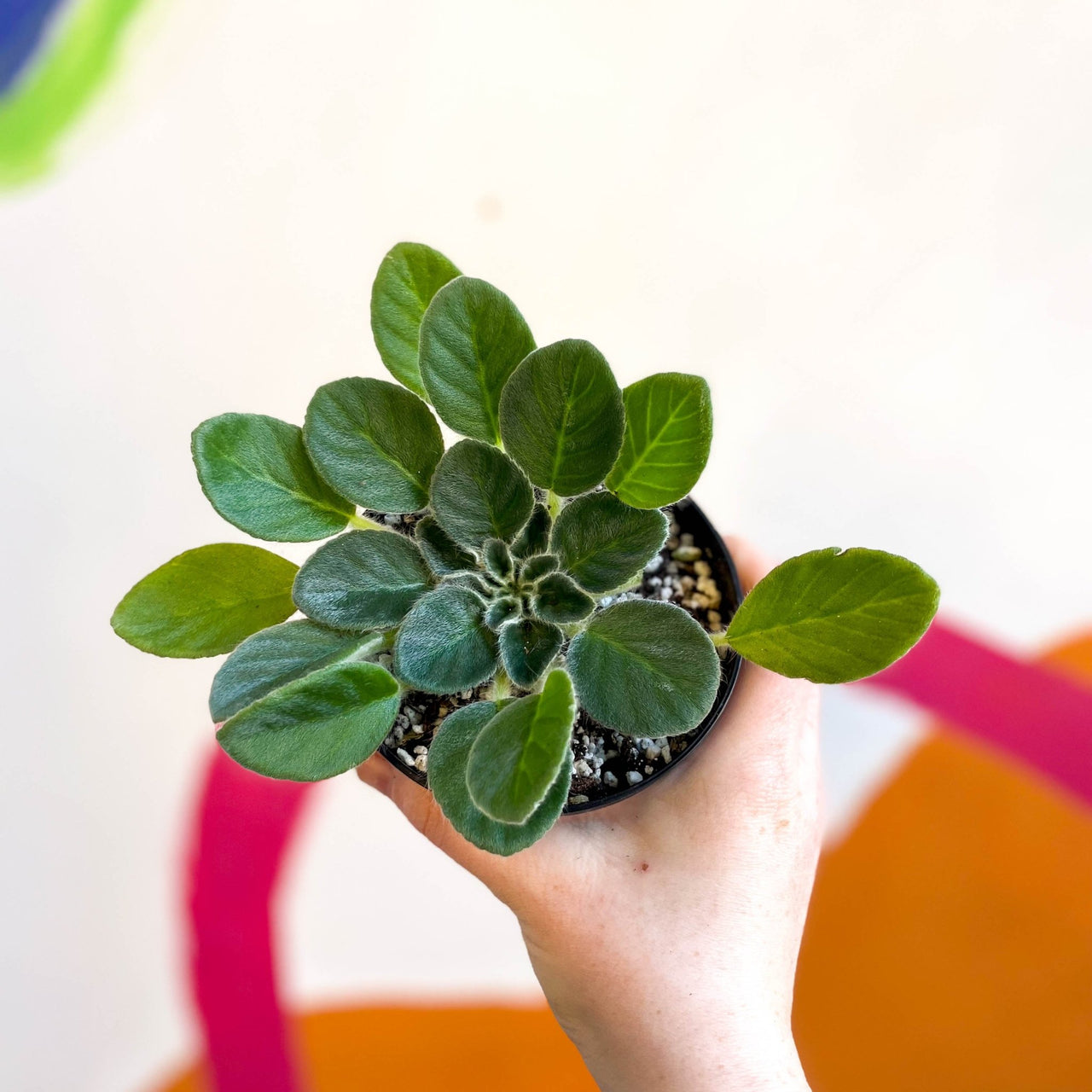 Whirlpool Plant - Petrocosmea longianthera / coerulea - Welsh Grown ...