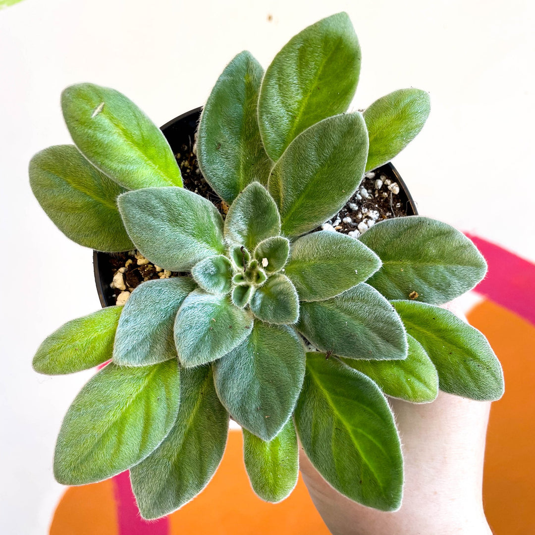 Whirlpool Plant - Petrocosmea species TT27 - Welsh Grown – Sprouts of ...