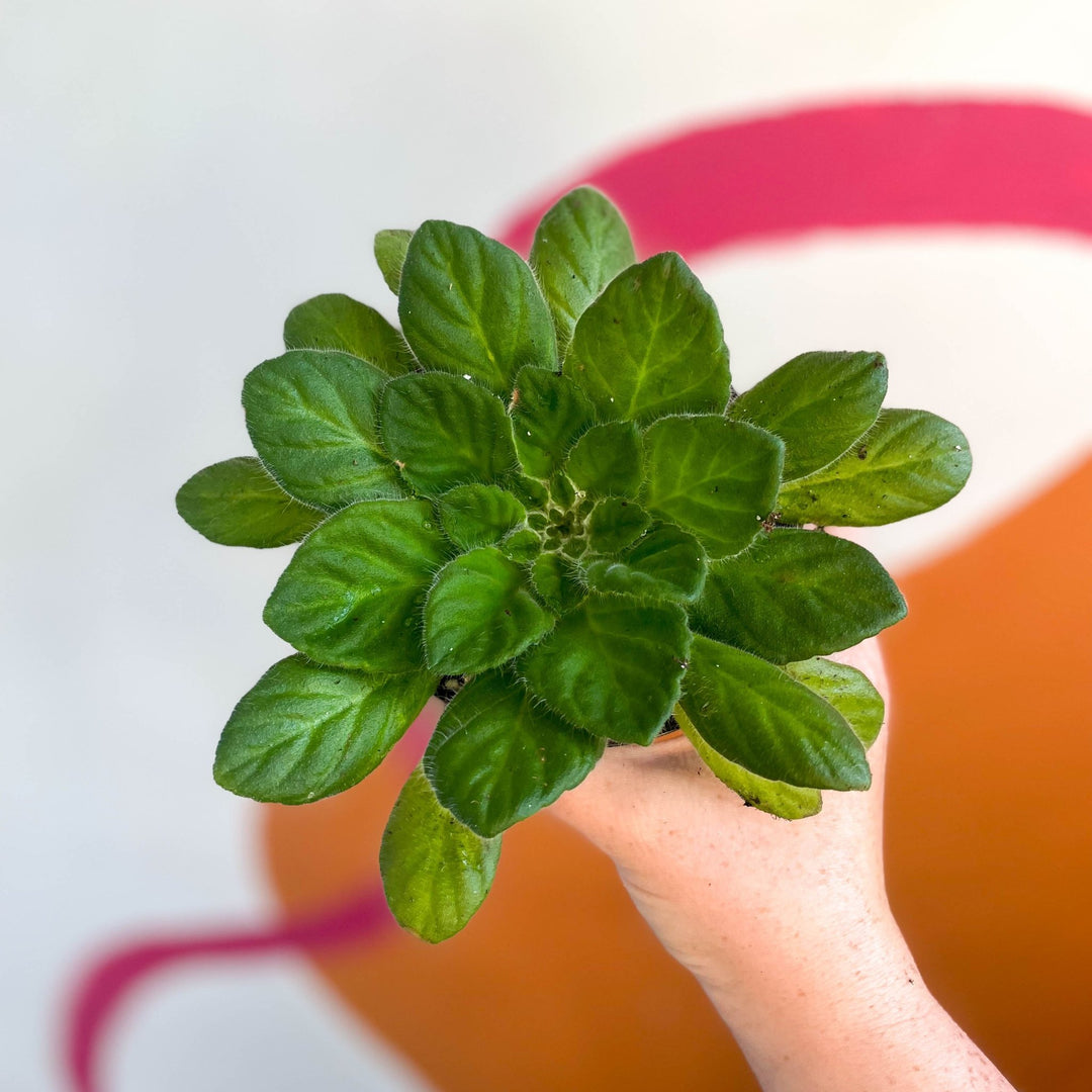 Whirlpool Plant - Petrocosmea thermopuncta grandiflora - Welsh Grown ...
