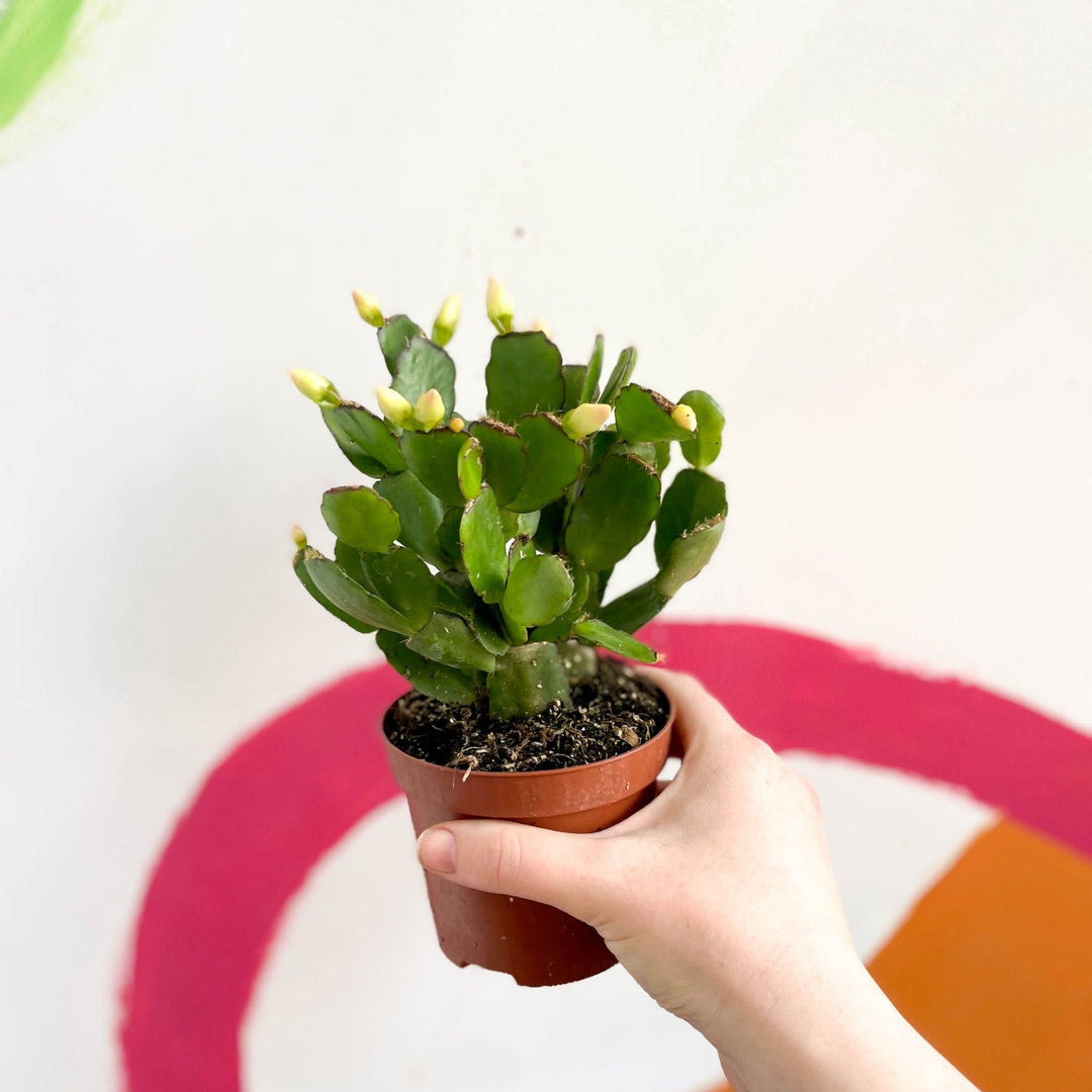 White Easter Cactus - Rhipsalidopsis gaertneri – Sprouts of Bristol