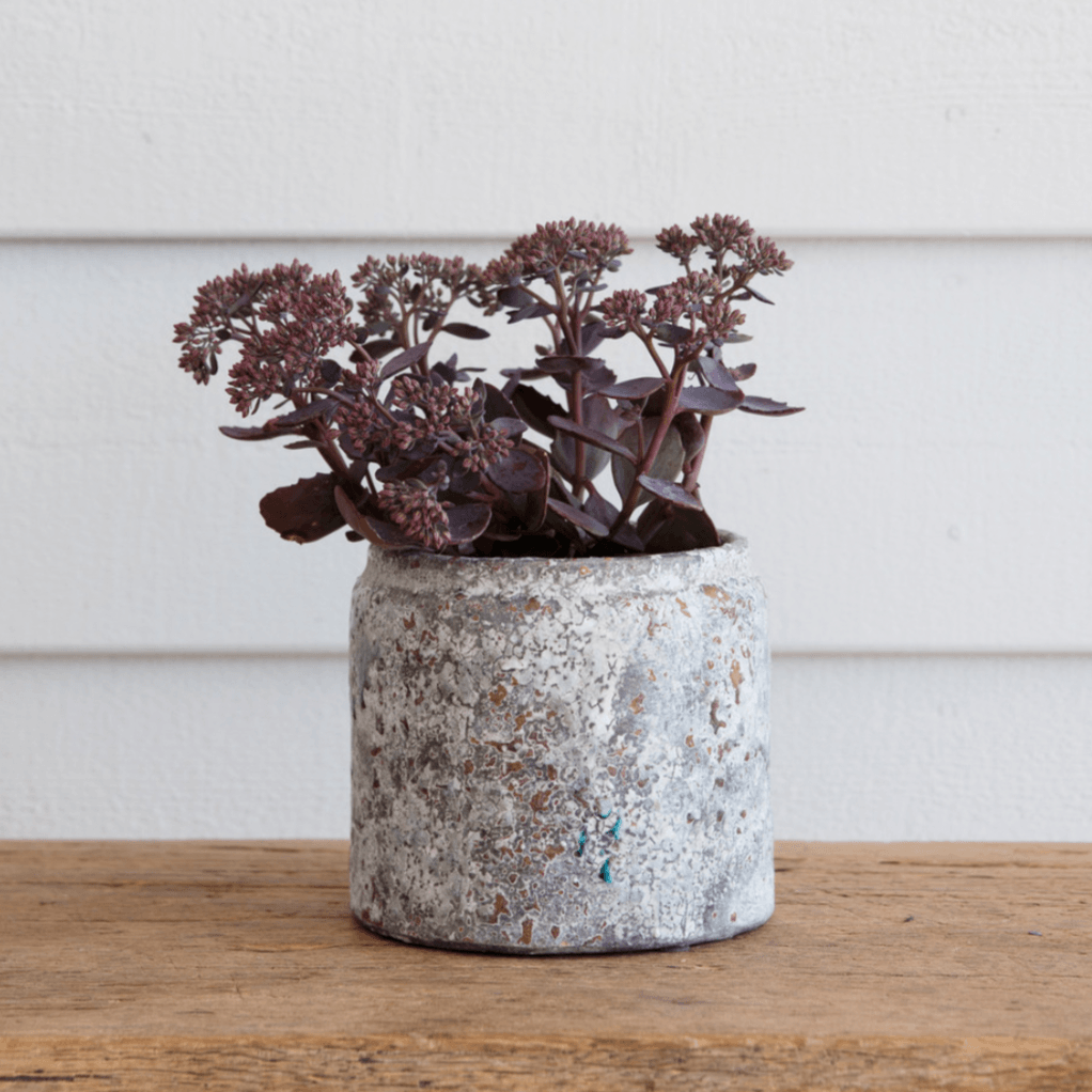 Withington Pot – Sprouts of Bristol