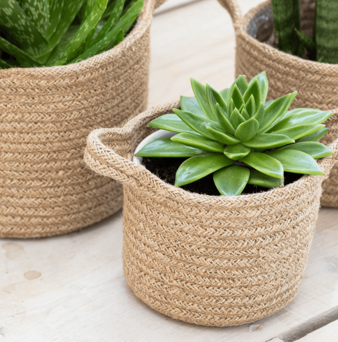 Woven Plant Pots – Sprouts of Bristol