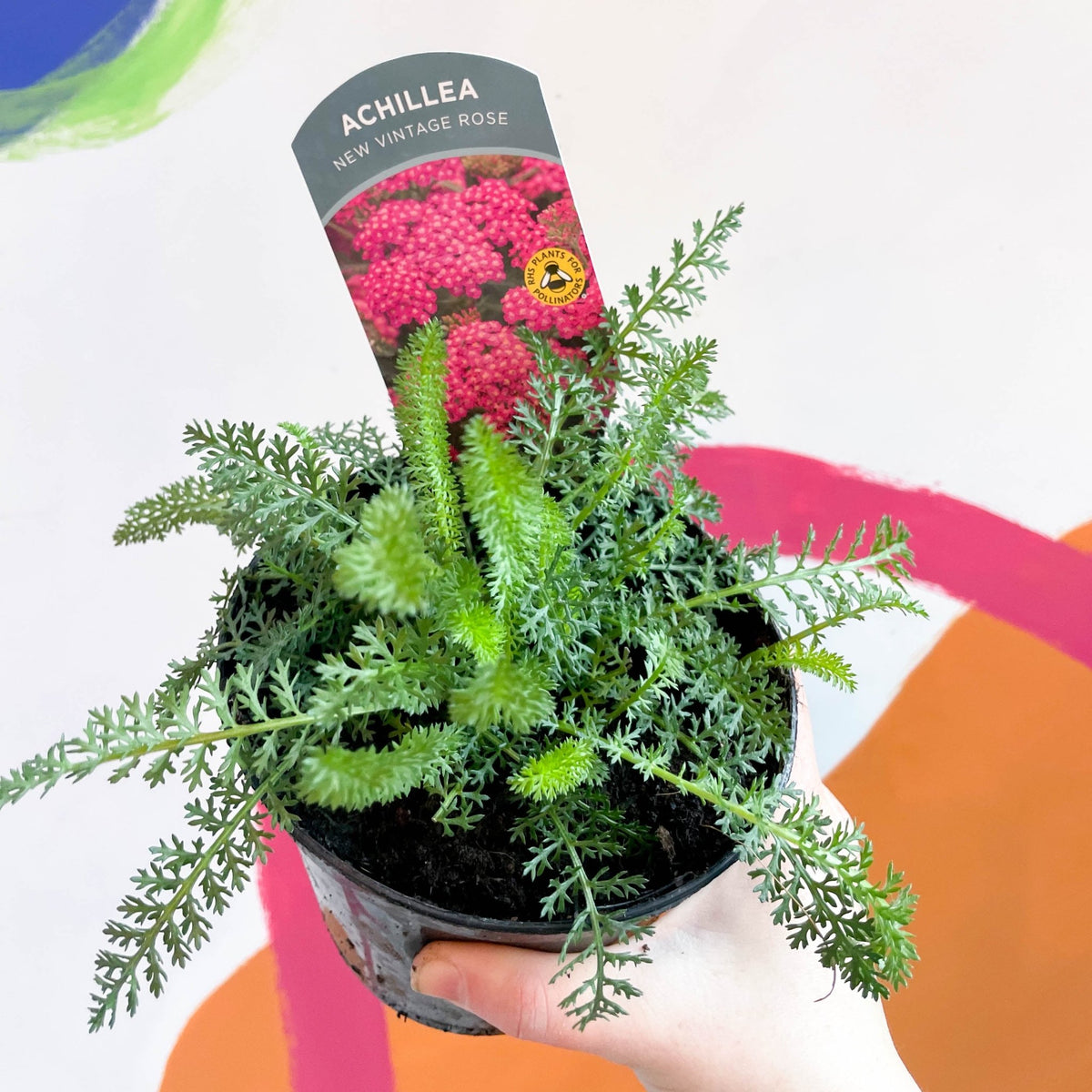 Yarrow - Achillea millefolium 'New Vintage Rose' - British Grown Herba ...