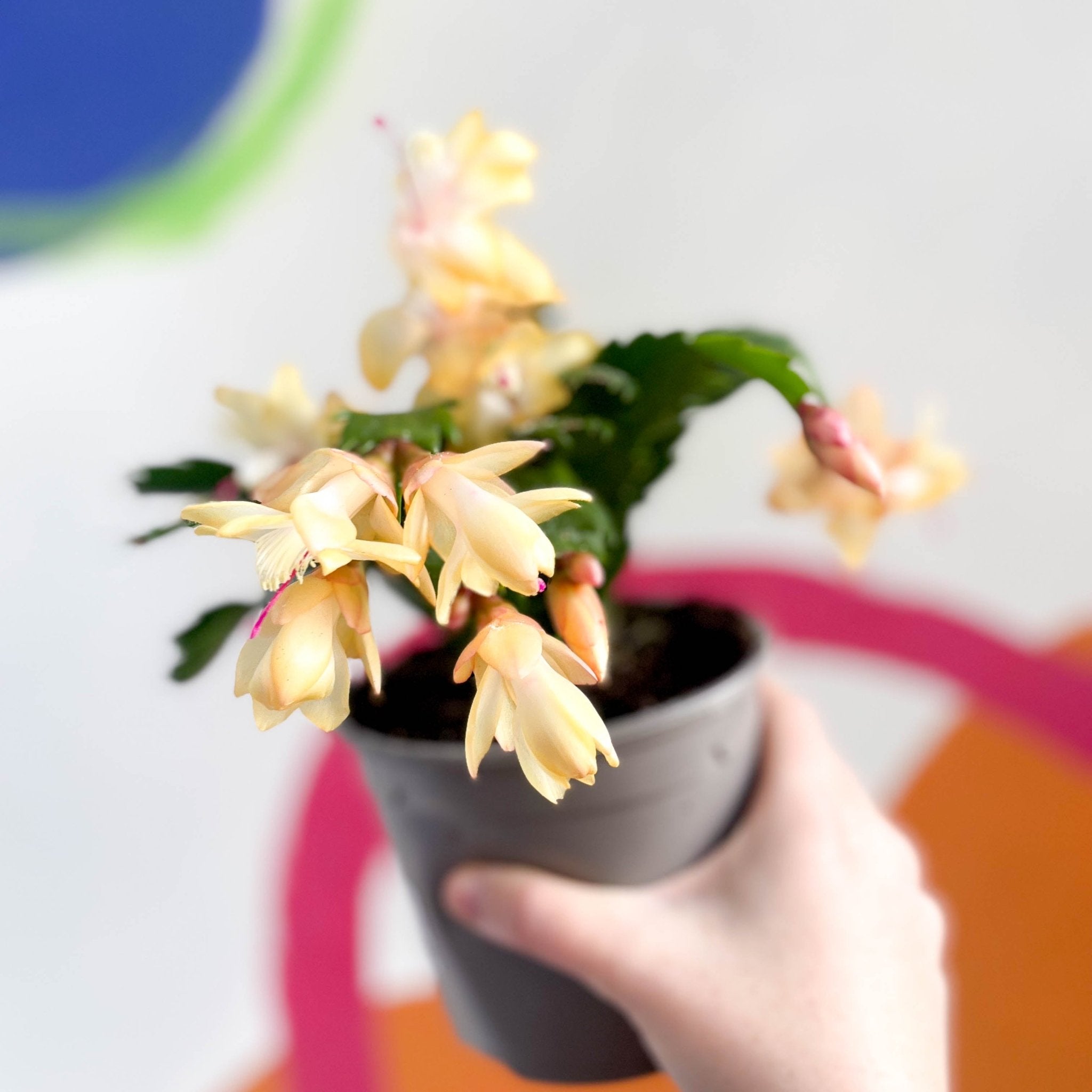 Yellow Christmas Cactus - Schlumbergera truncata 'Kime Dancer' - Briti ...
