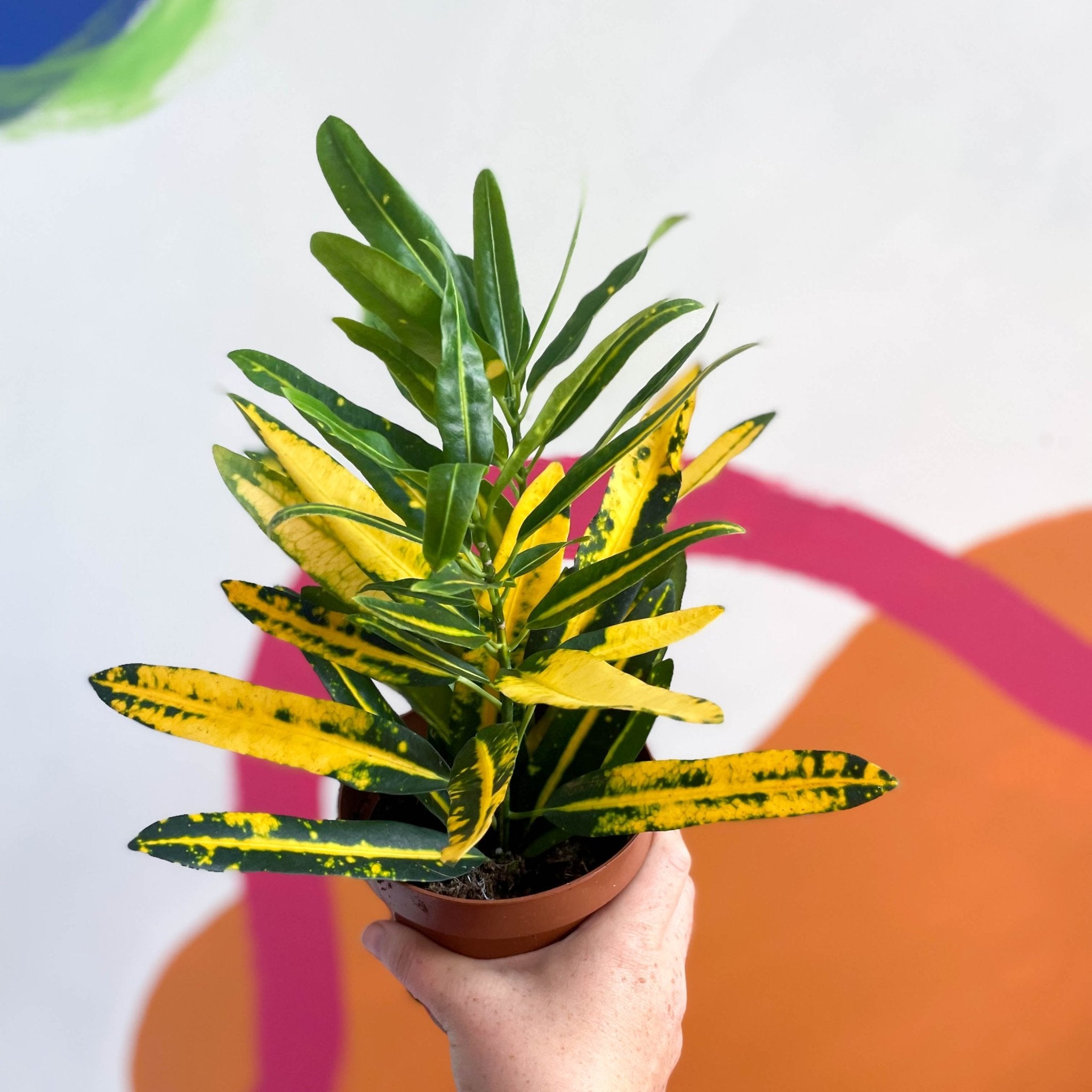 Yellow Croton - Codiaeum variegatum – Sprouts of Bristol