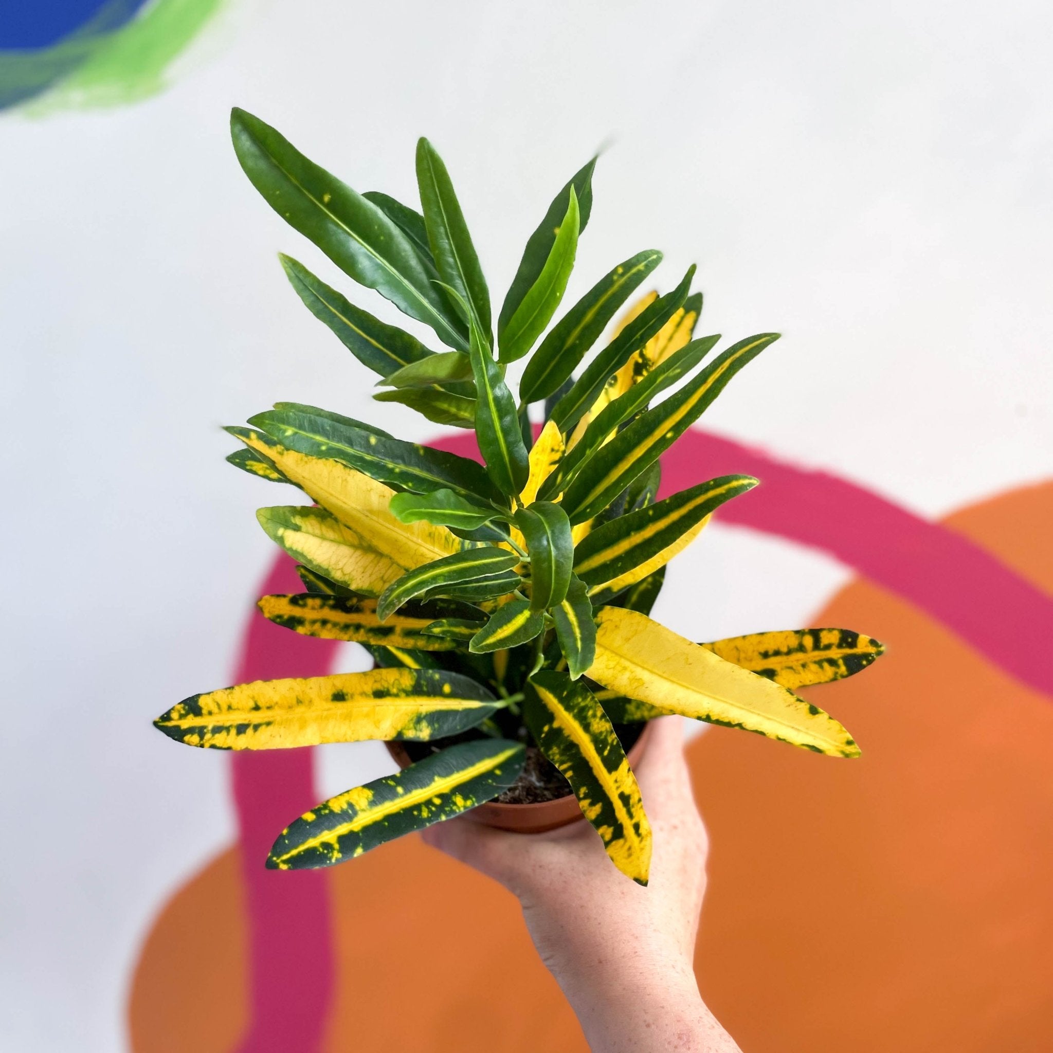 Yellow Croton - Codiaeum variegatum – Sprouts of Bristol