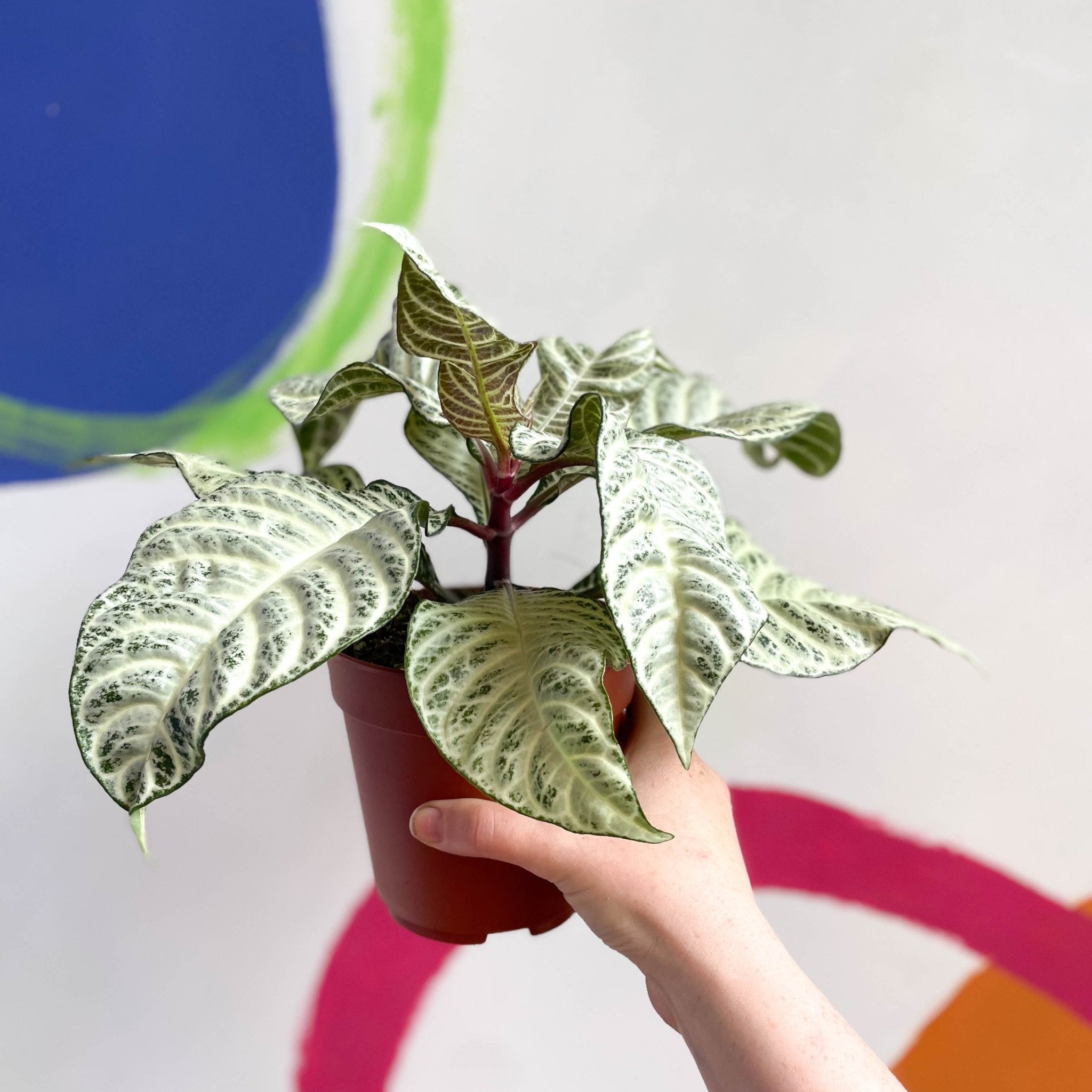 Zebra Plant - Aphelandra squarrosa 'White Wash' – Sprouts of Bristol